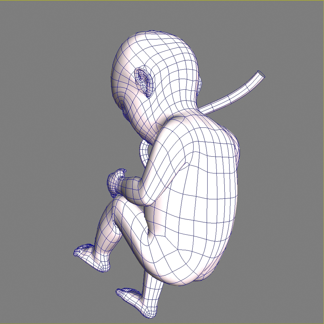 21 weeks fetus 3d model