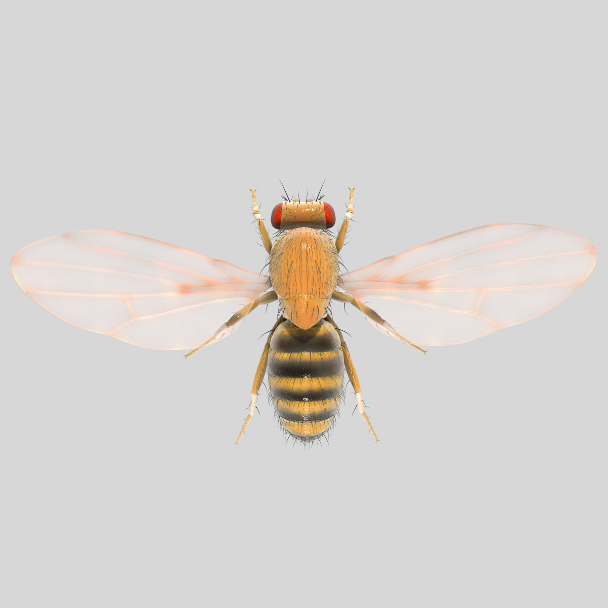 drosophila melanogaster fruit fly obj