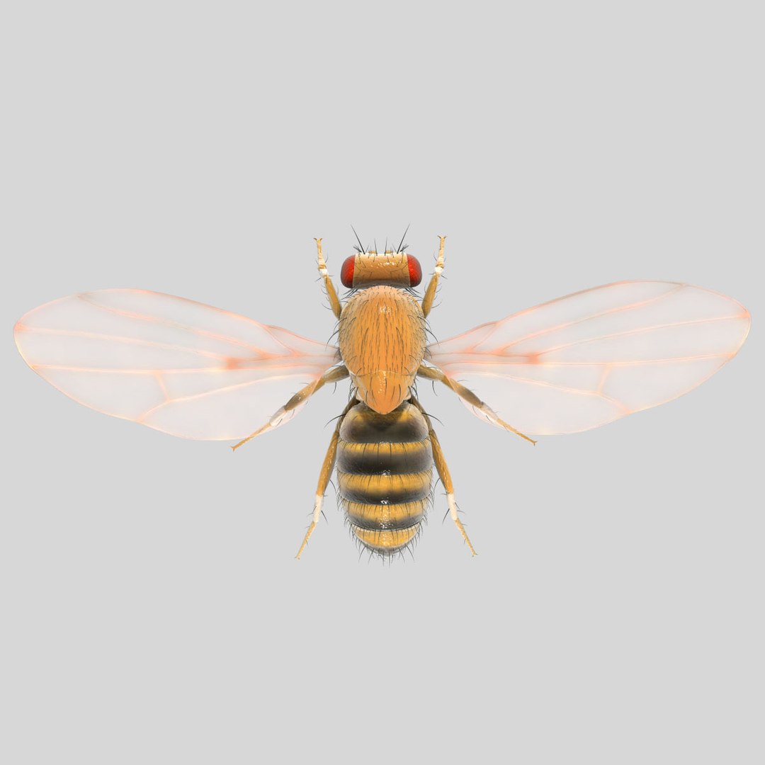 Drosophila Melanogaster Fruit Fly Obj