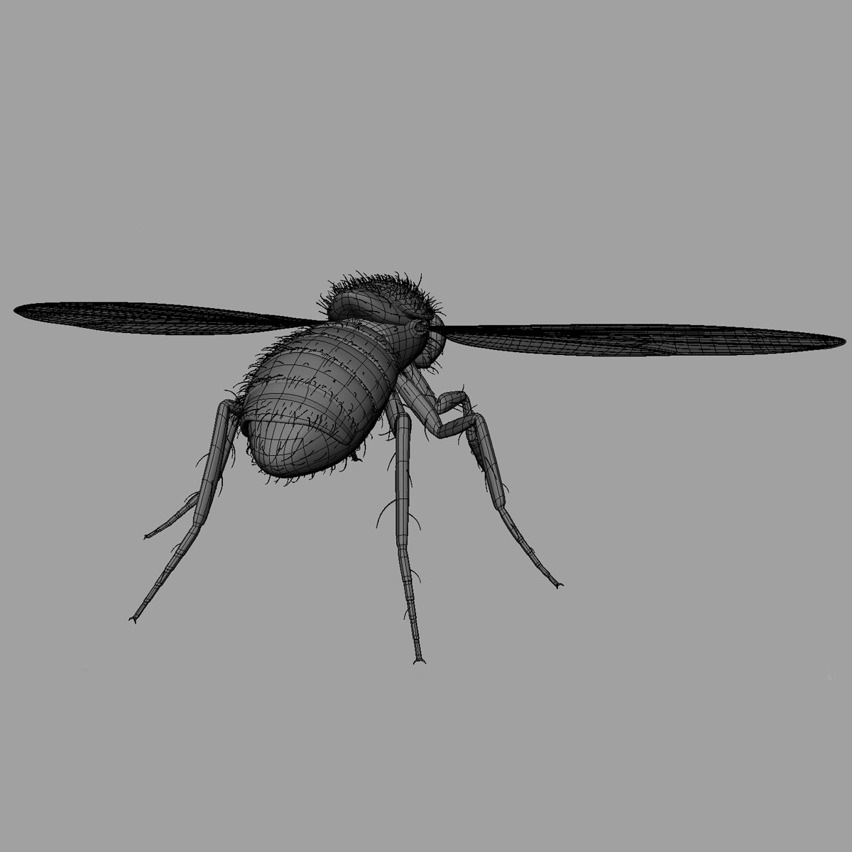 drosophila melanogaster fruit fly obj