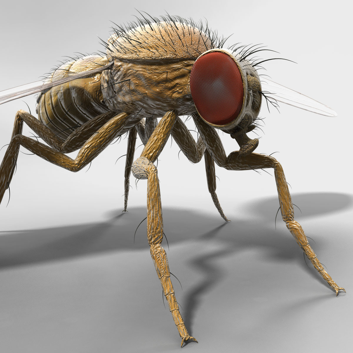 drosophila melanogaster fruit fly obj