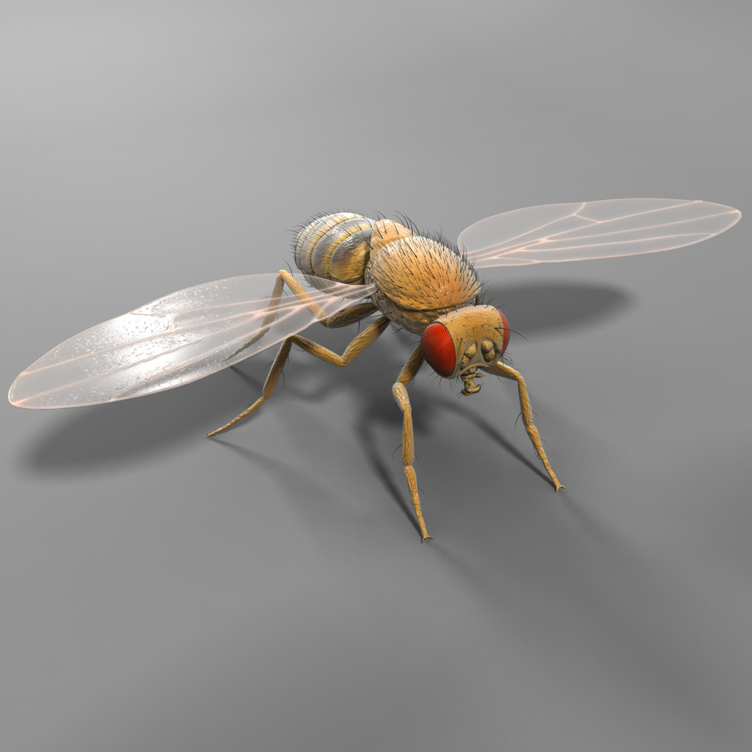 Drosophila Melanogaster Fruit Fly Obj