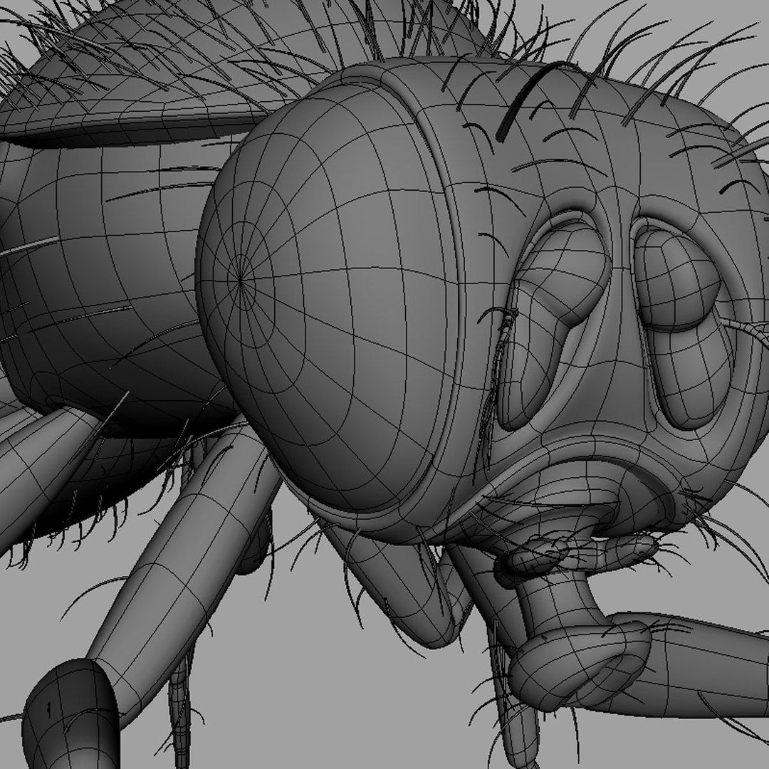 Drosophila Melanogaster Fruit Fly Obj
