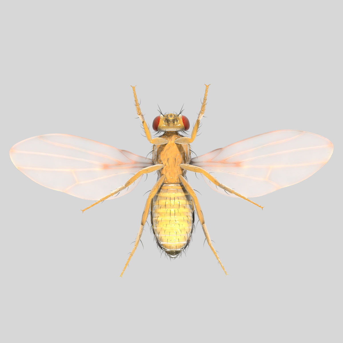 drosophila melanogaster fruit fly obj