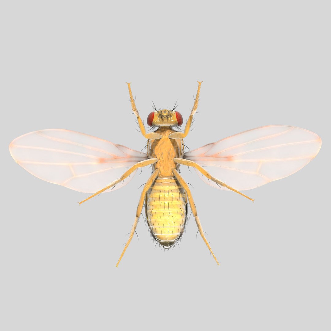 Drosophila Melanogaster Fruit Fly Obj