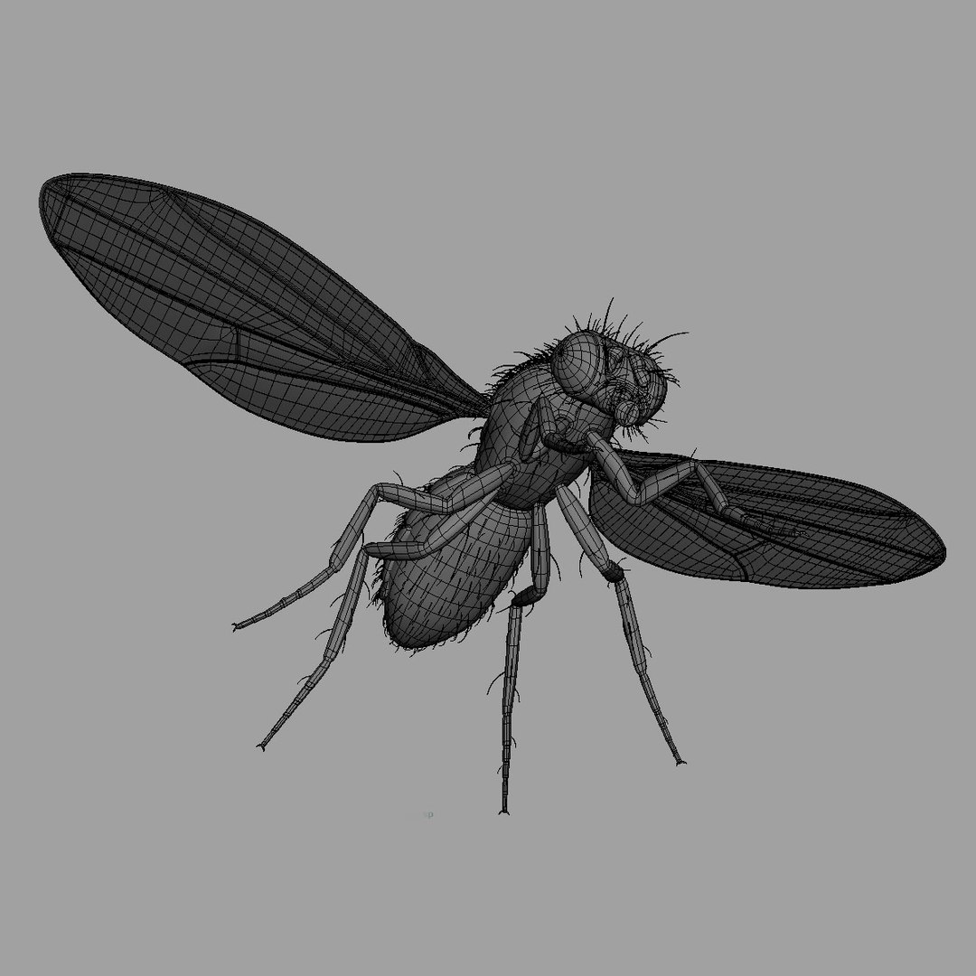 Drosophila Melanogaster Fruit Fly Obj