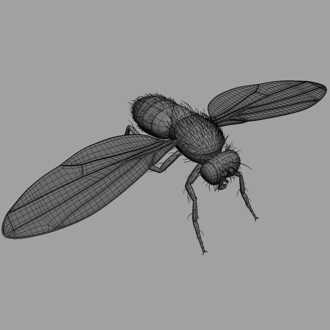 Drosophila Melanogaster Fruit Fly Obj