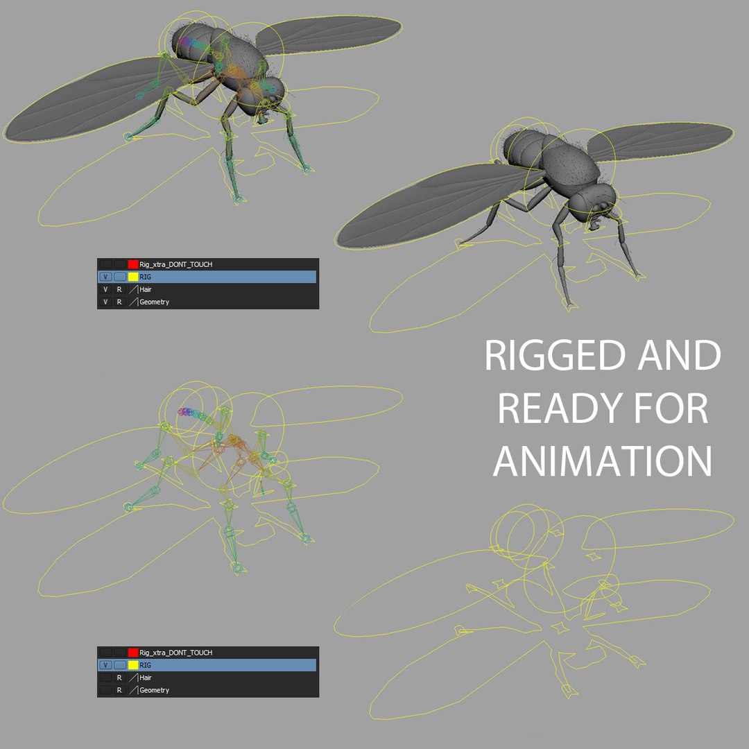 Drosophila Melanogaster Fruit Fly Obj