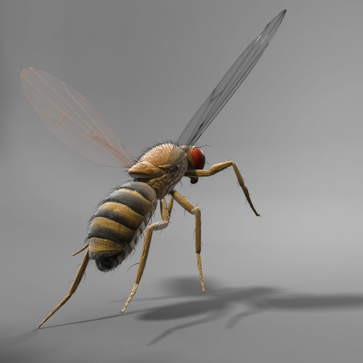 drosophila melanogaster fruit fly obj