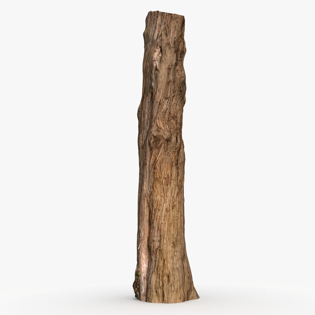 3D Ceder Trunk Scan Model - TurboSquid 2206630