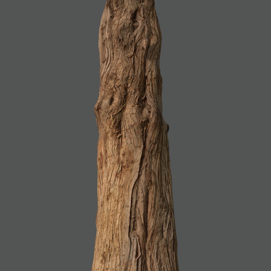 3D Ceder Trunk 3D Scan Model - TurboSquid 2206630