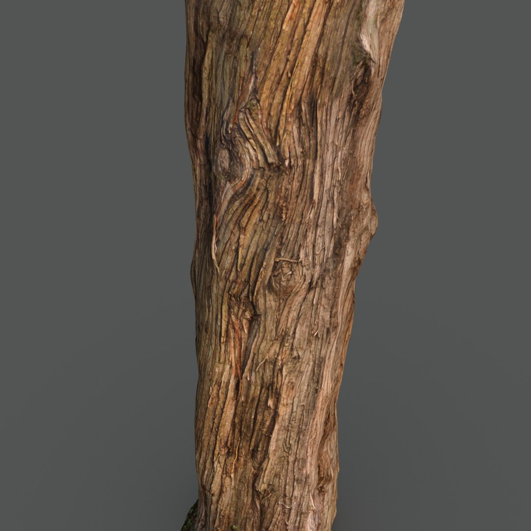 3D Ceder Trunk Scan Model - TurboSquid 2206630