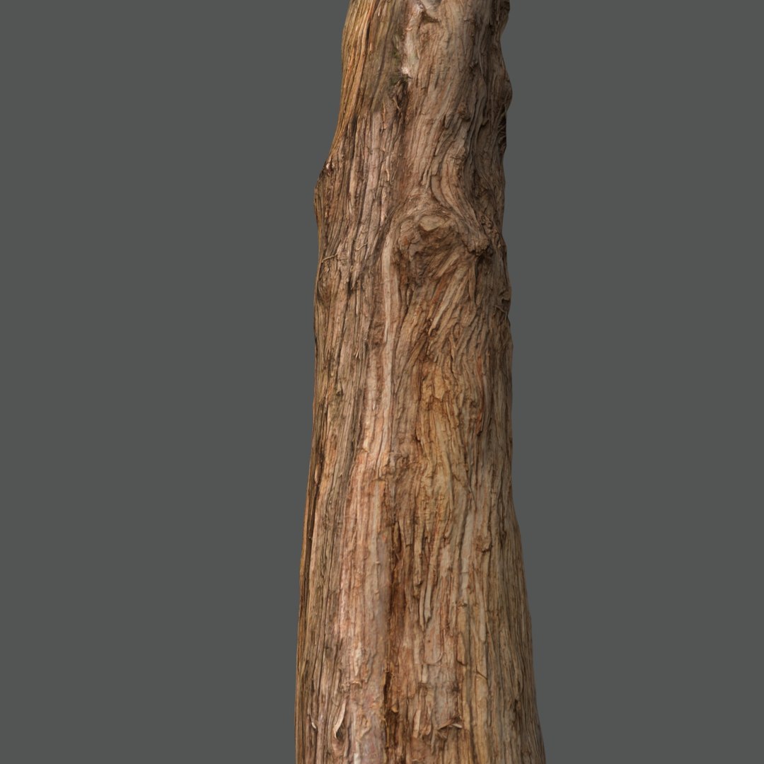 3D Ceder Trunk Scan Model - TurboSquid 2206630