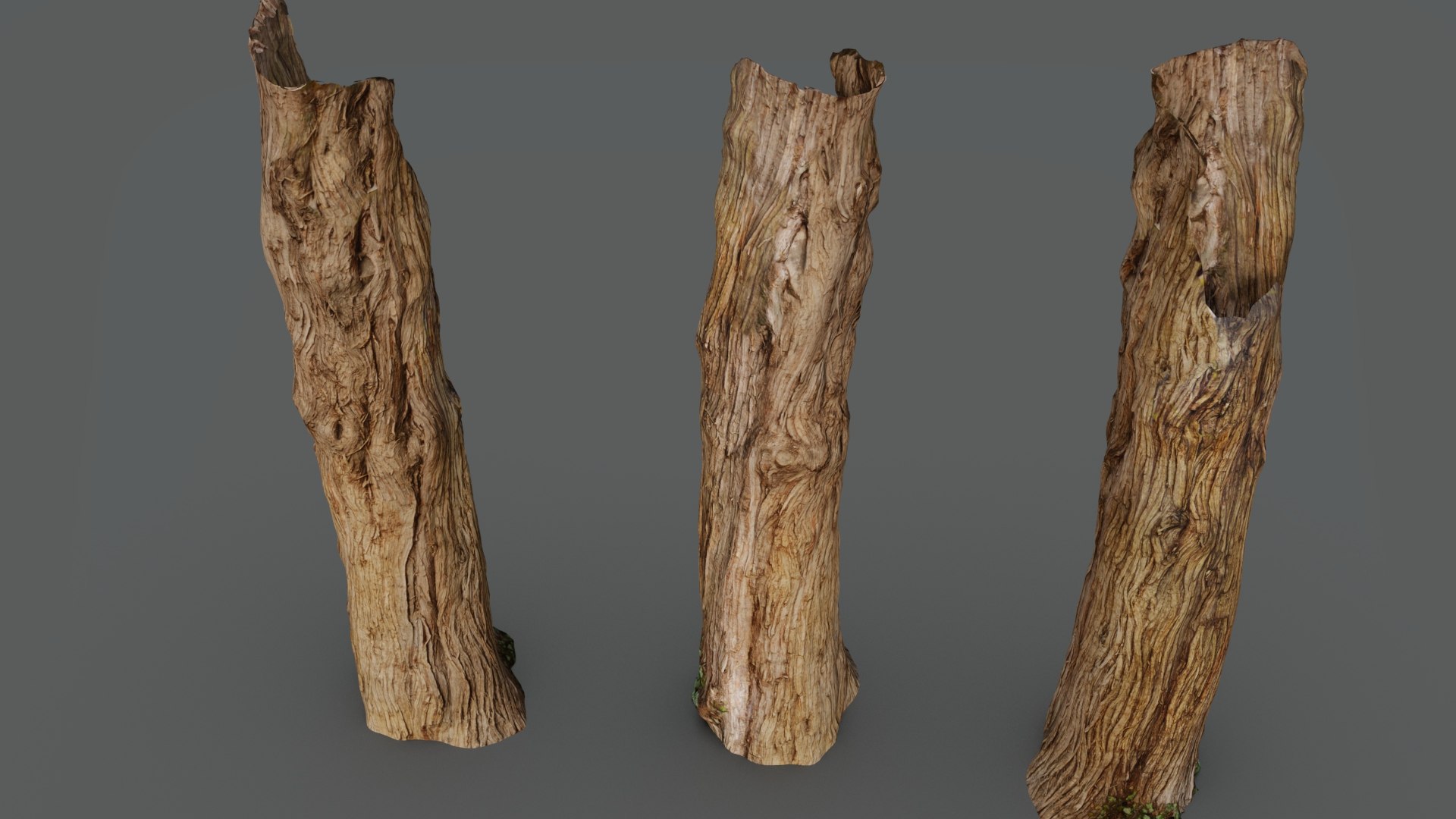 3D Ceder Trunk 3D Scan Model - TurboSquid 2206630