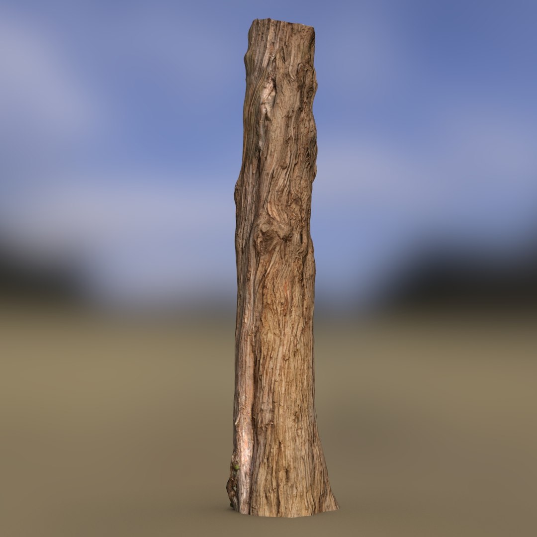 3D Ceder Trunk Scan Model - TurboSquid 2206630