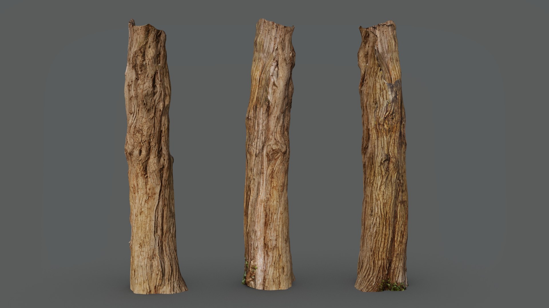 3D Ceder Trunk 3D Scan Model - TurboSquid 2206630