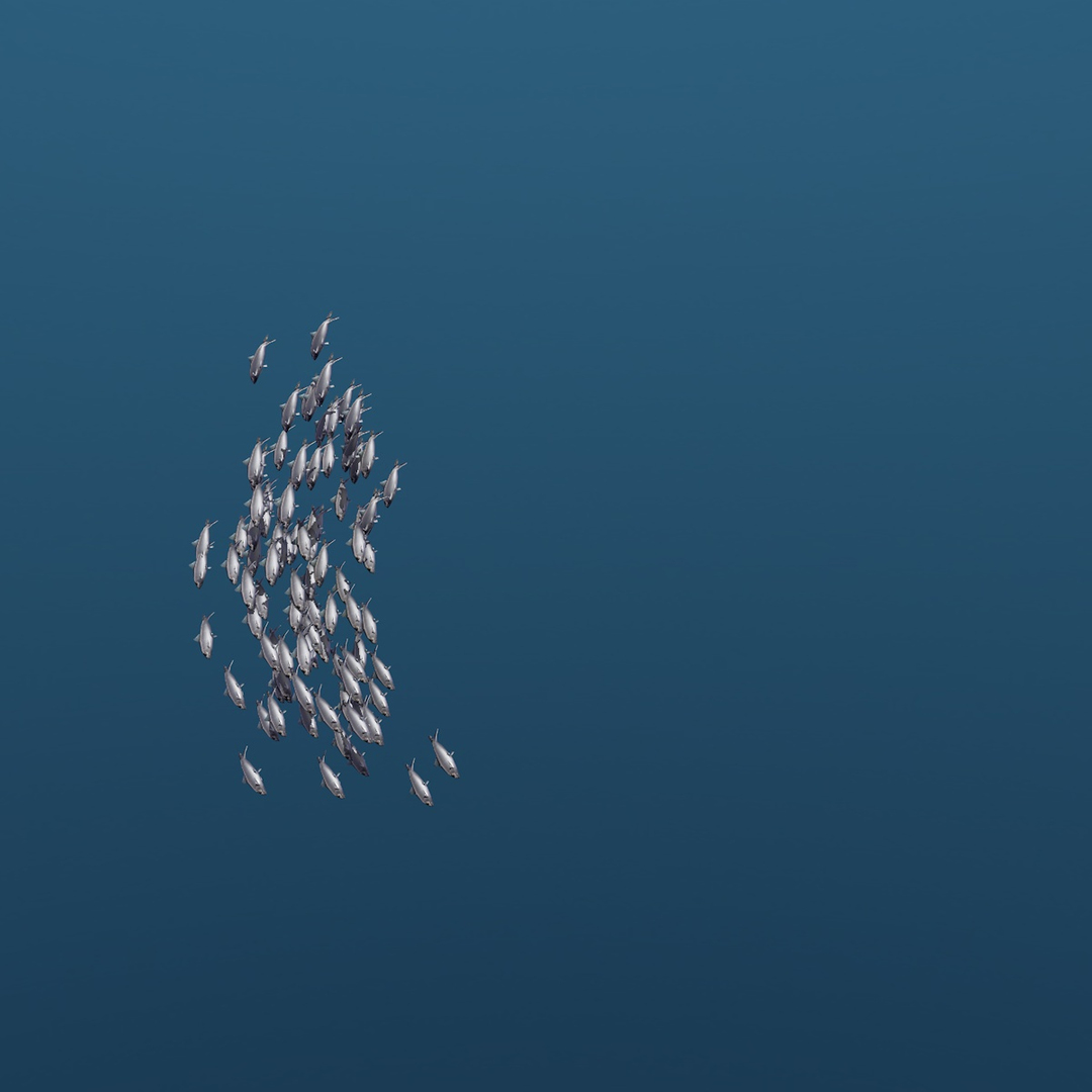 3D School Swimming Fishes Animation Model - TurboSquid 1411390