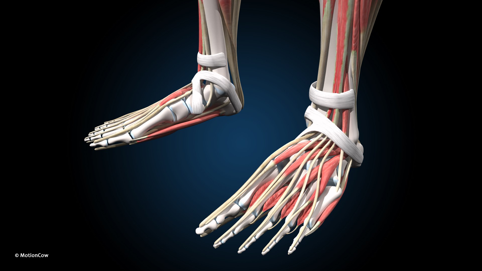 Female Muscular Skeletal Rigged 3d Model Turbosquid 2022148