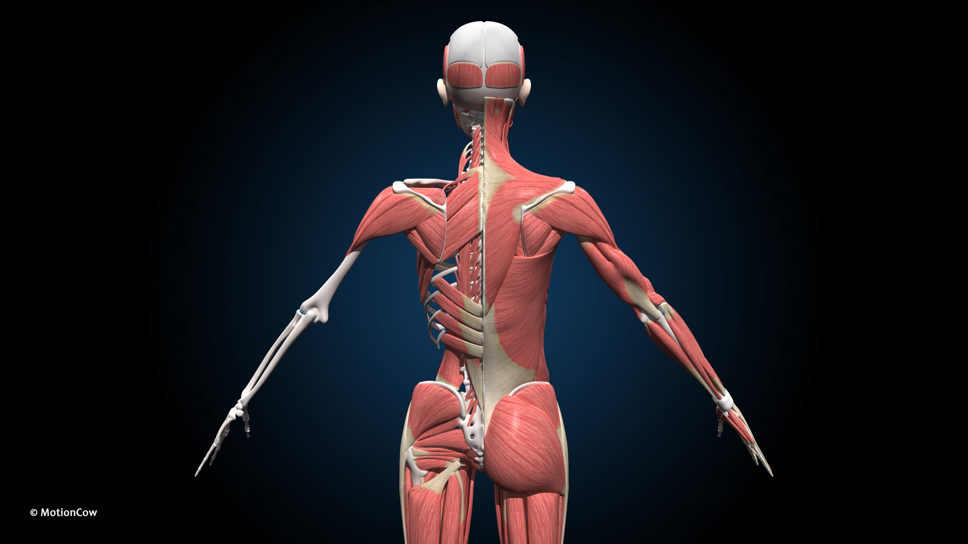 Female Muscular Skeletal - Rigged 3D model - TurboSquid 2022148