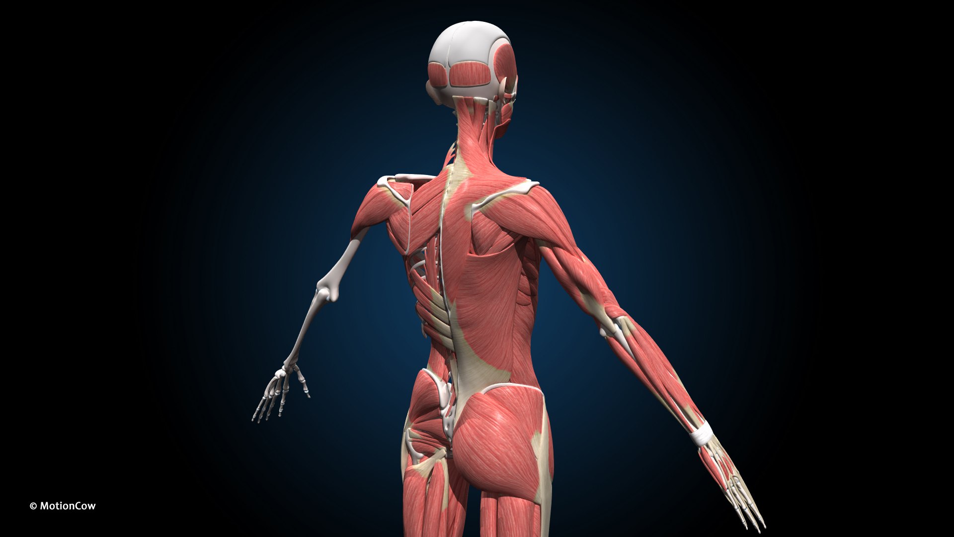 Female Muscular Skeletal - Rigged 3D model - TurboSquid 2022148