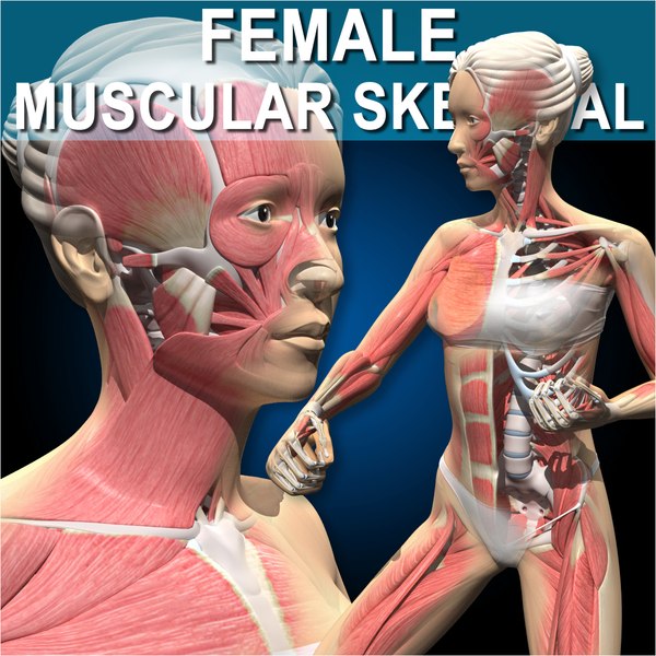 Female Muscular Skeletal - Rigged3D模型 - TurboSquid 2022148
