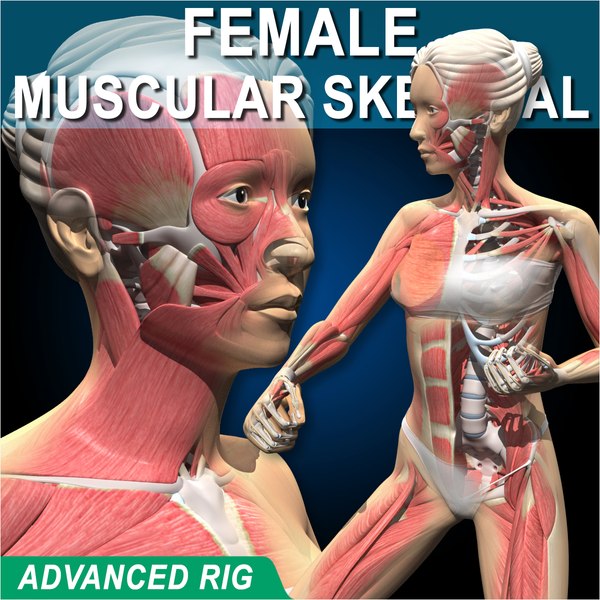 女性の筋肉骨格 - 高度なリグ3Dモデル - TurboSquid 2022148