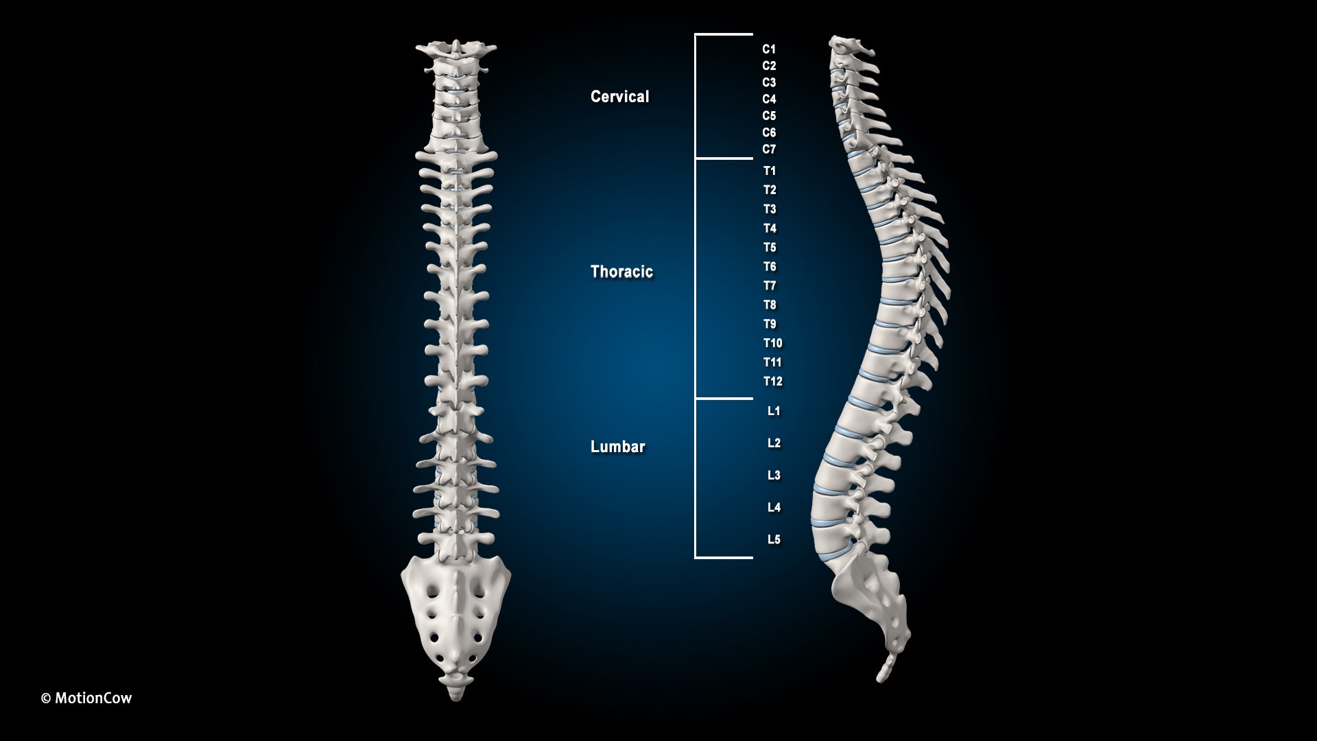Female Muscular Skeletal - Rigged 3D Model - TurboSquid 2022148