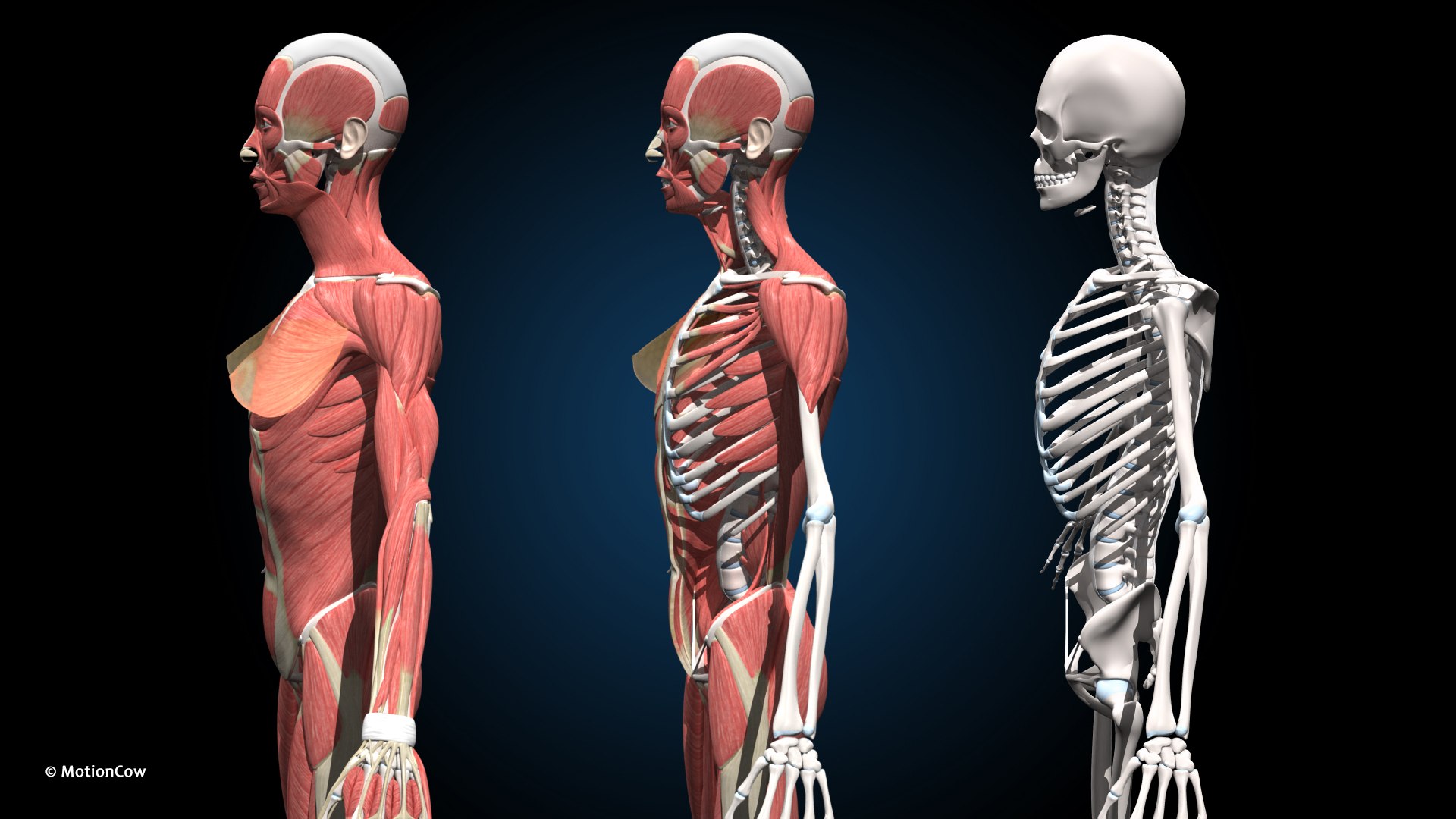 Female Muscular Skeletal - Rigged 3D model - TurboSquid 2022148