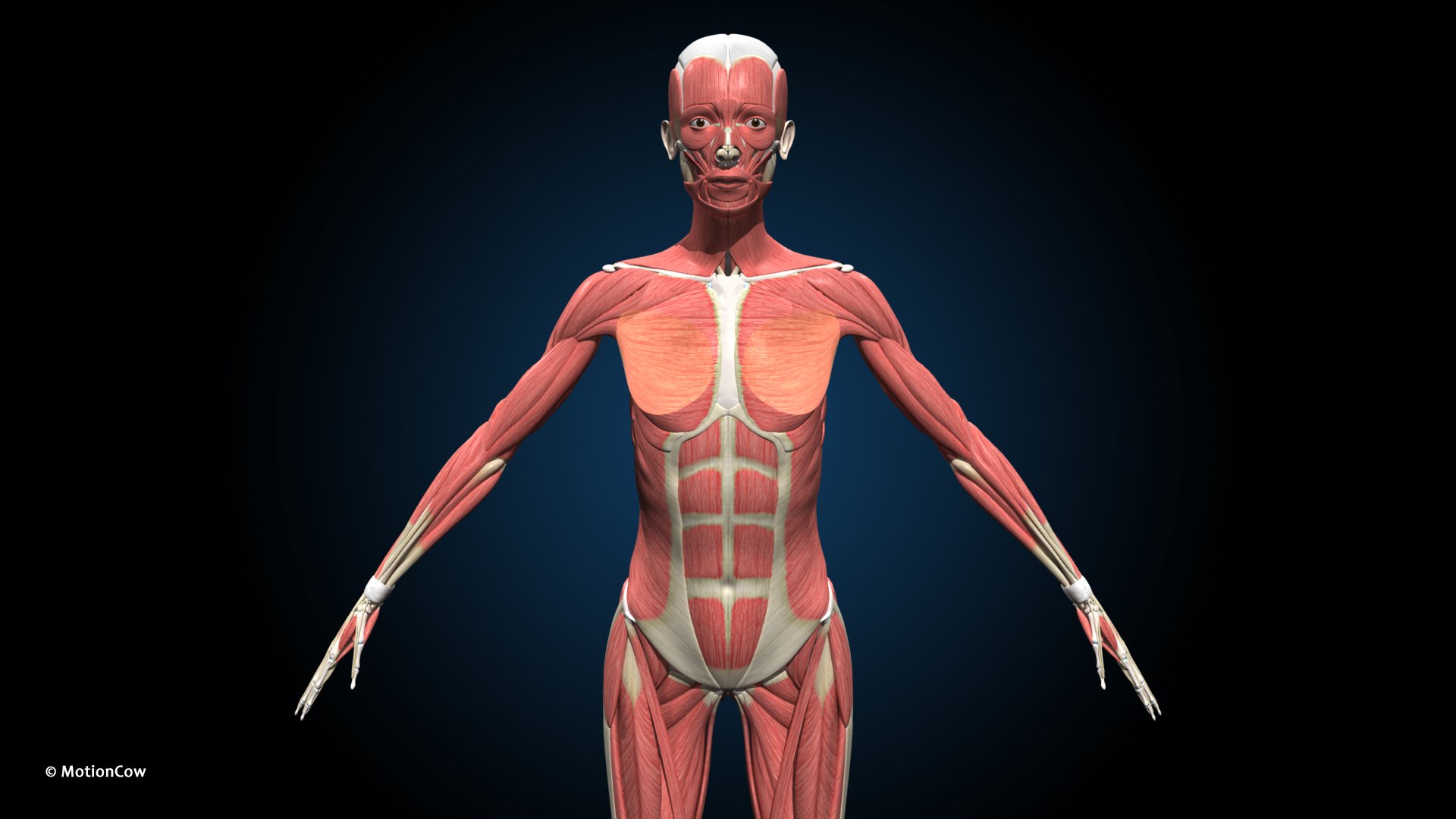 Female Muscular Skeletal Rigged 3d Model Turbosquid 2022148