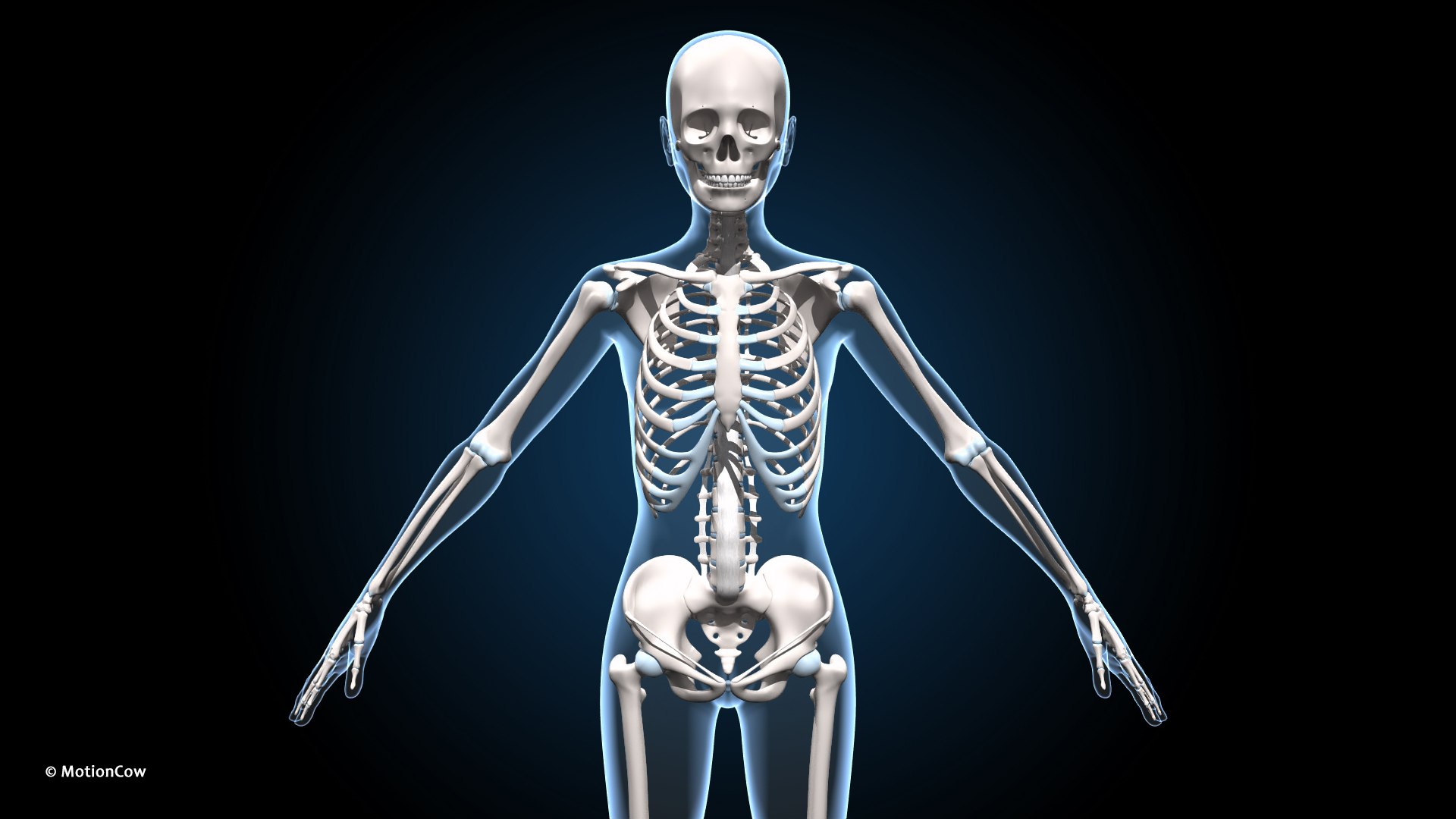 Female Muscular Skeletal - Rigged 3D model - TurboSquid 2022148