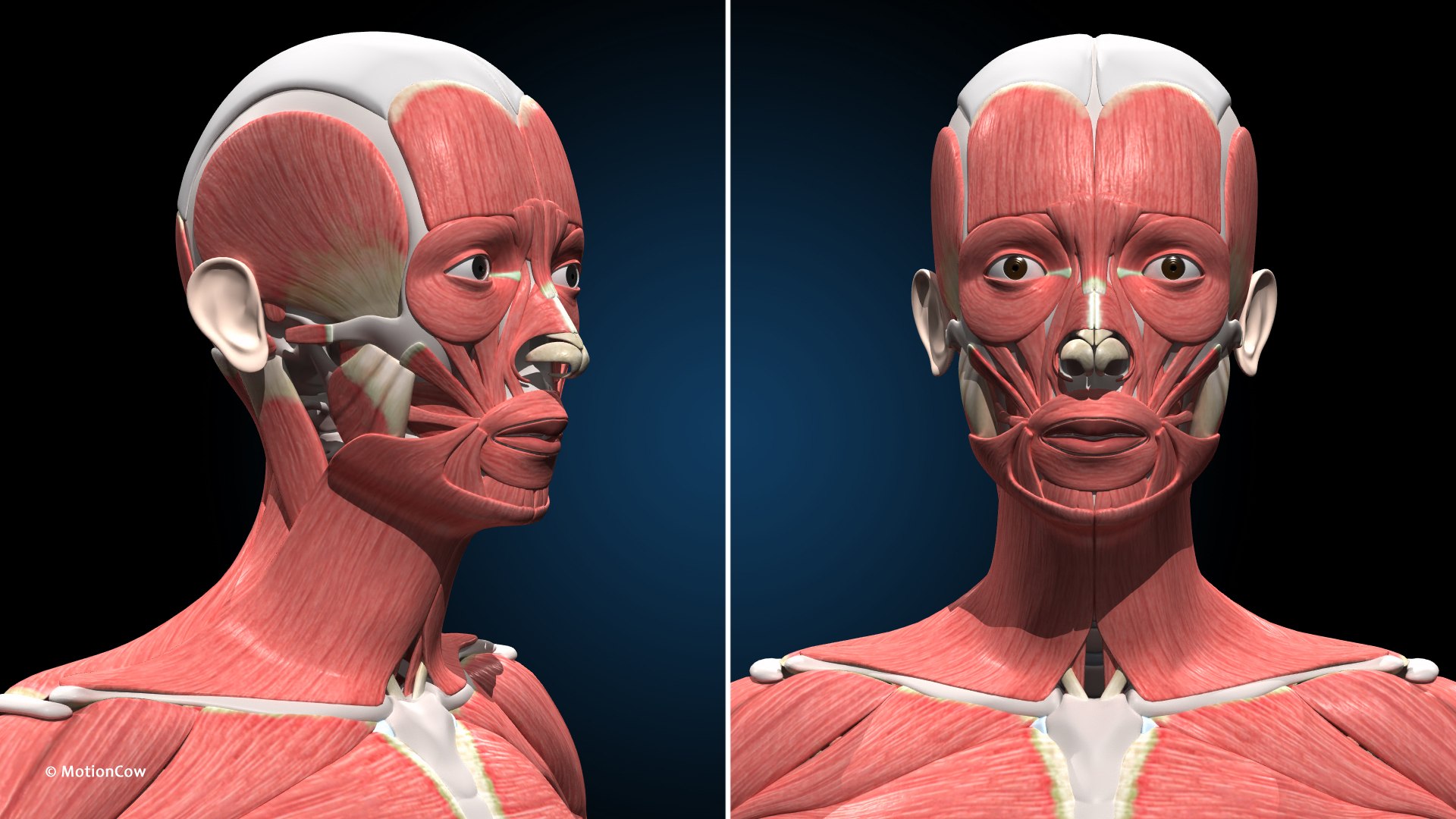 Female Muscular Skeletal - Rigged 3D Model - TurboSquid 2022148