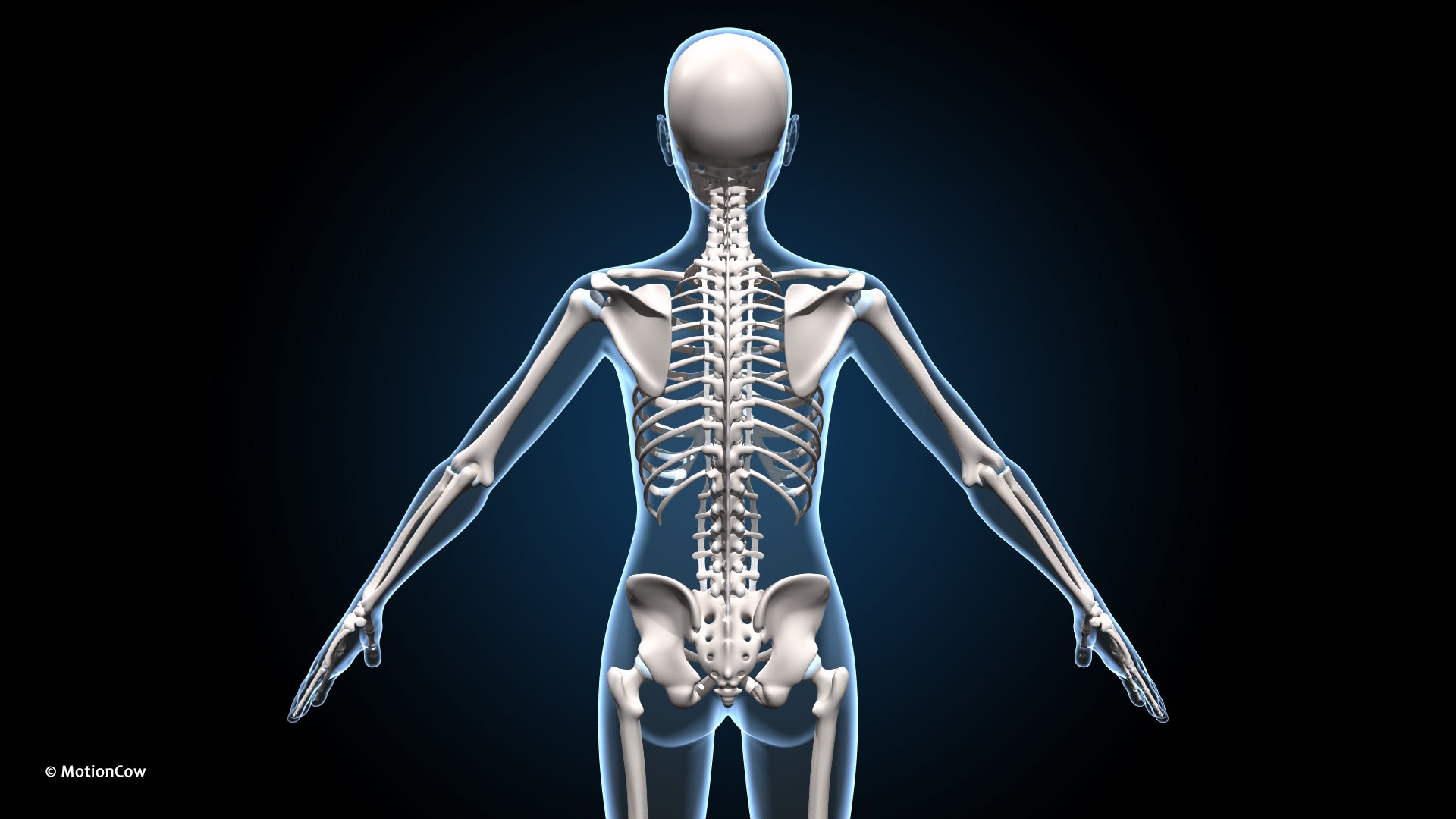 Female Muscular Skeletal - Rigged 3D model - TurboSquid 2022148