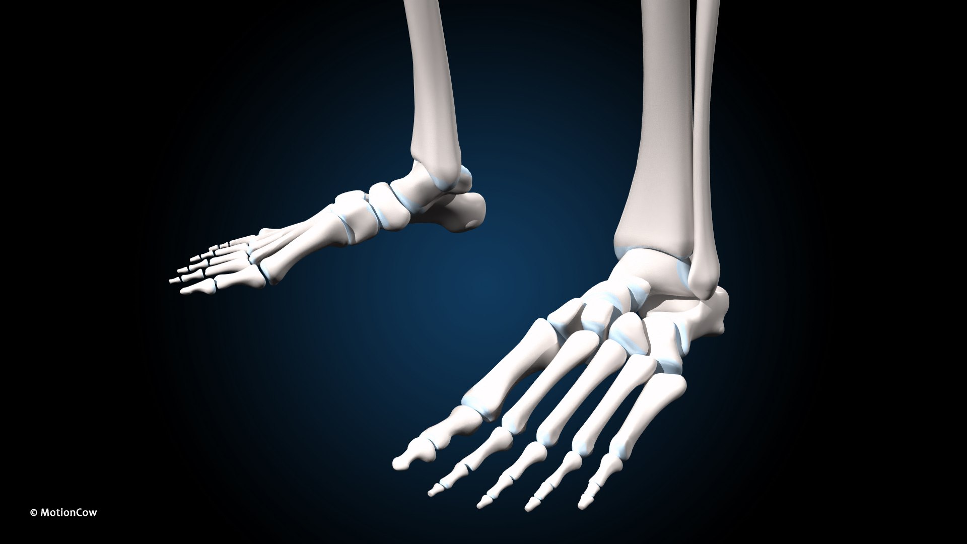 Female Muscular Skeletal - Rigged 3D Model - TurboSquid 2022148