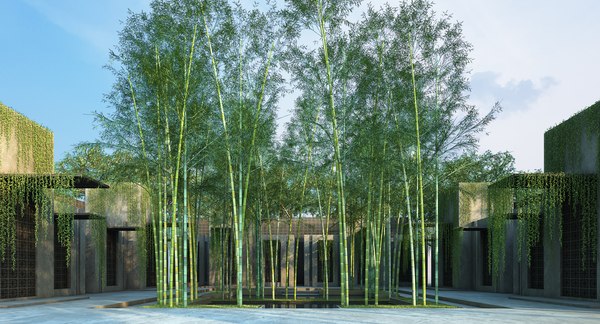 2 tree bamboo max