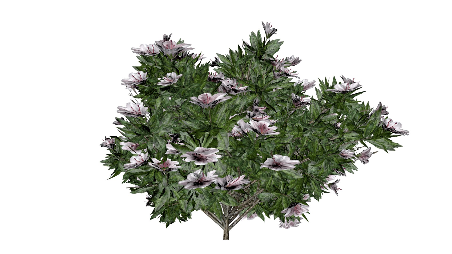 Azalea Shrub With White Flowers - 05 - 3D Model - TurboSquid 2372495