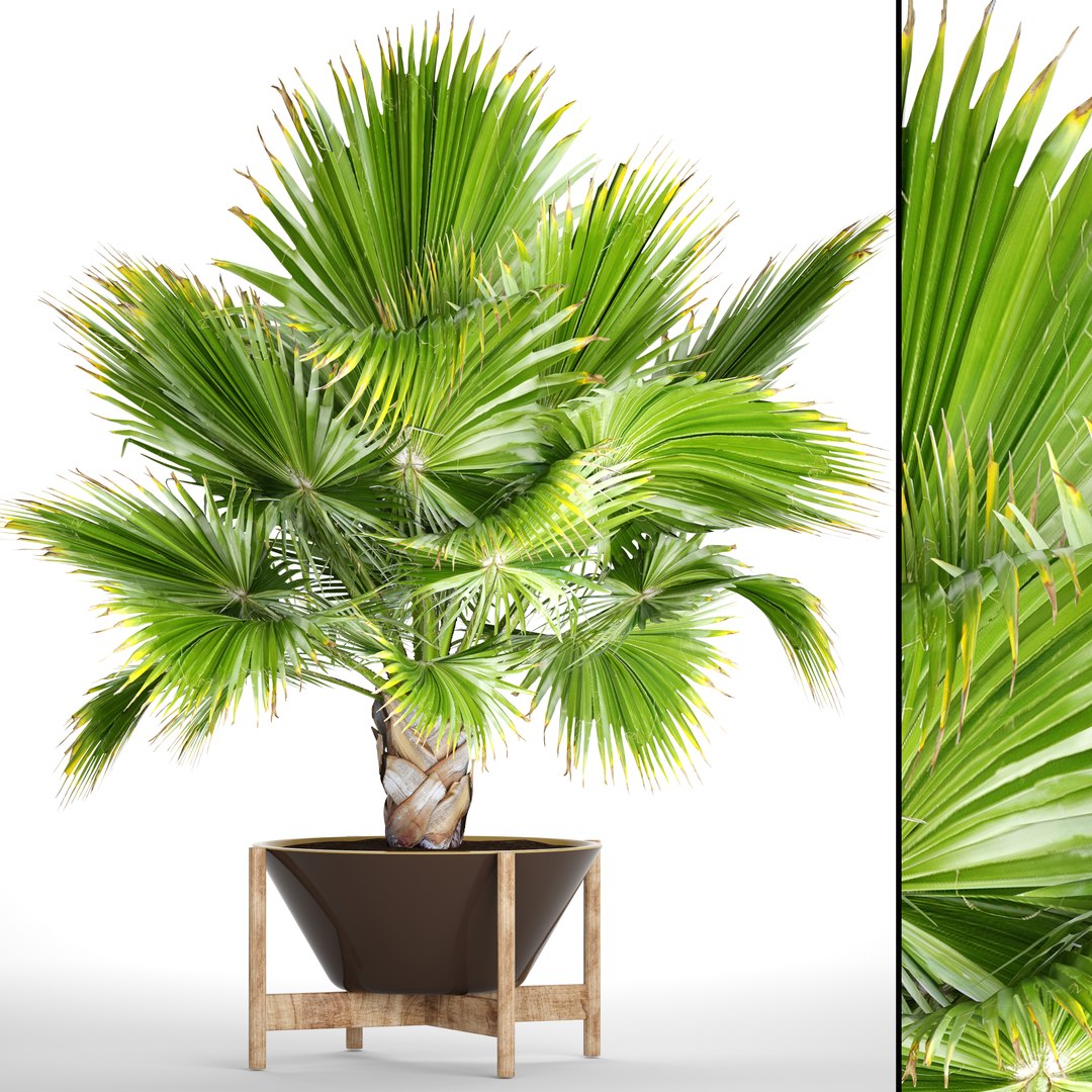 Palm Tree 3D Model - TurboSquid 1196341