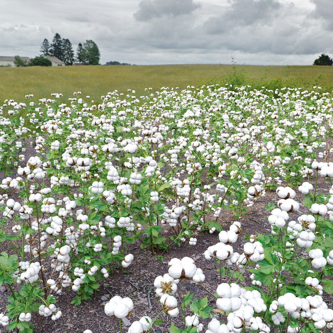 3D model cotton plant - TurboSquid 1931245