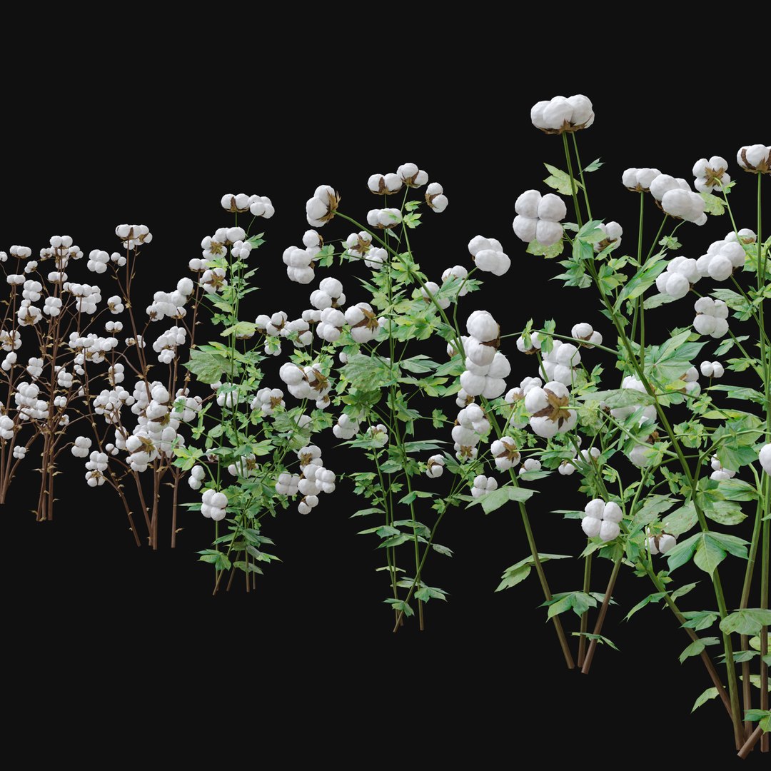 3D model cotton plant - TurboSquid 1931245