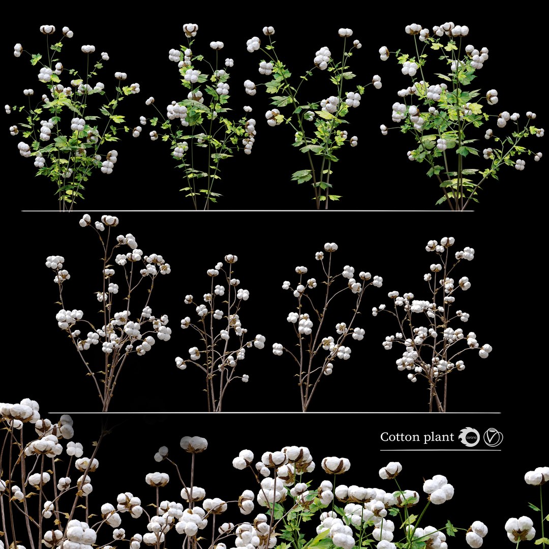 3D model cotton plant - TurboSquid 1931245