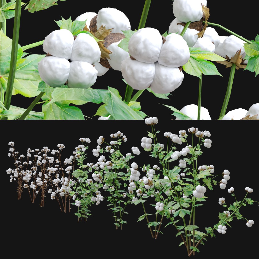3D model cotton plant - TurboSquid 1931245