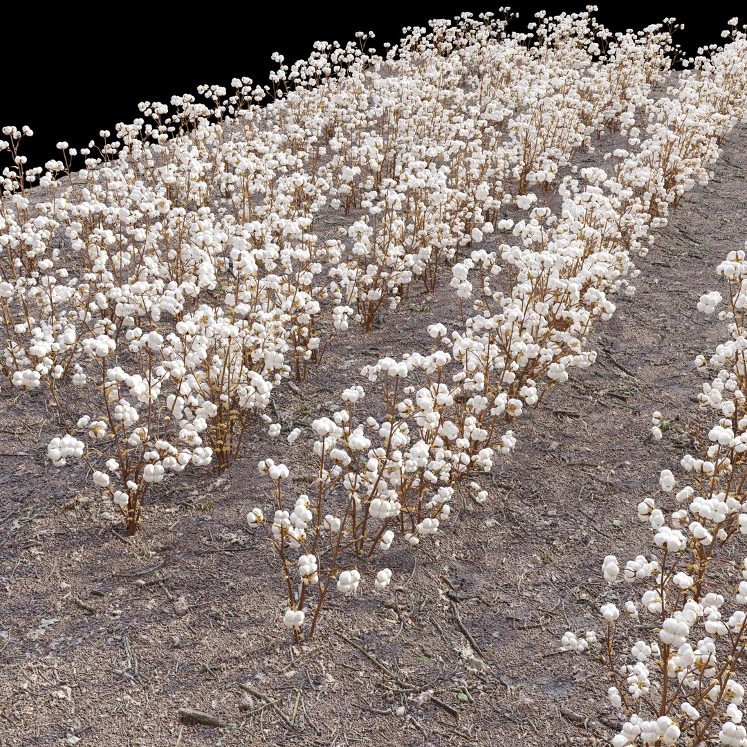 3D model cotton plant - TurboSquid 1931245