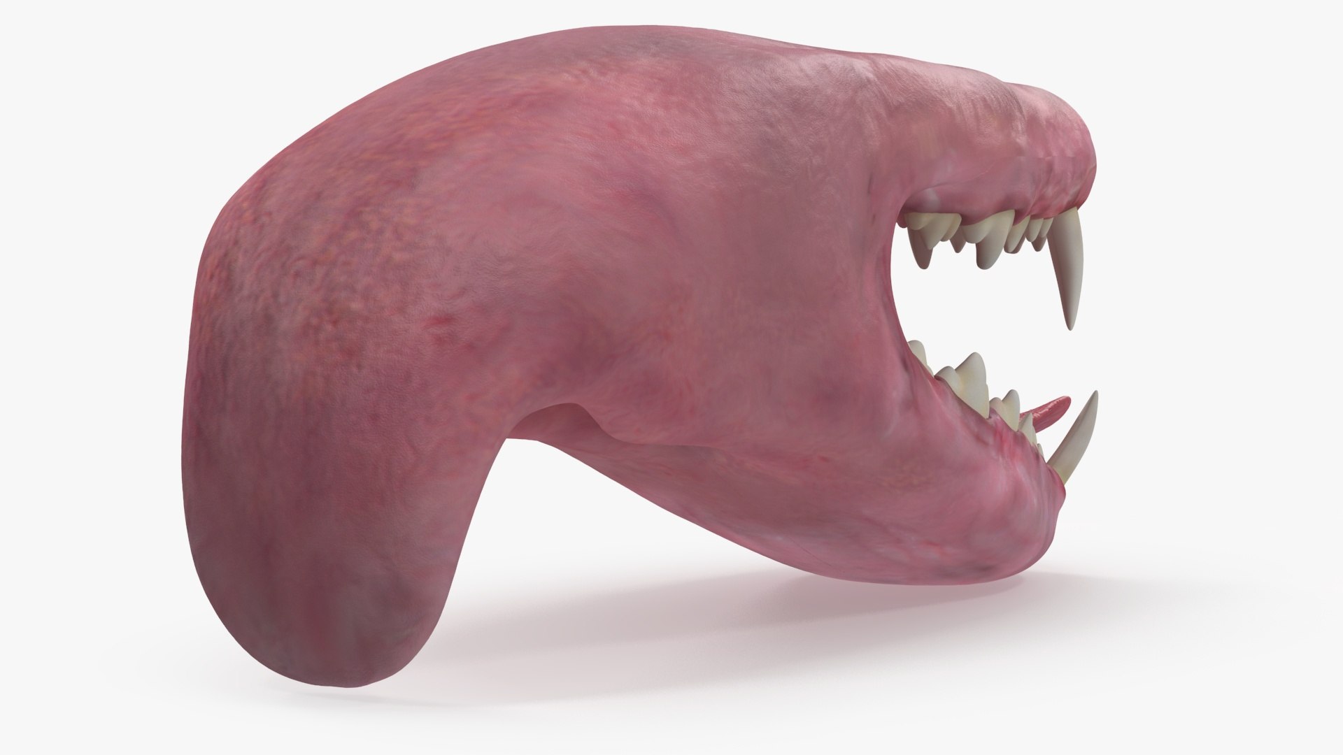 Dog Jaw Anatomic 3D Model - TurboSquid 2215474