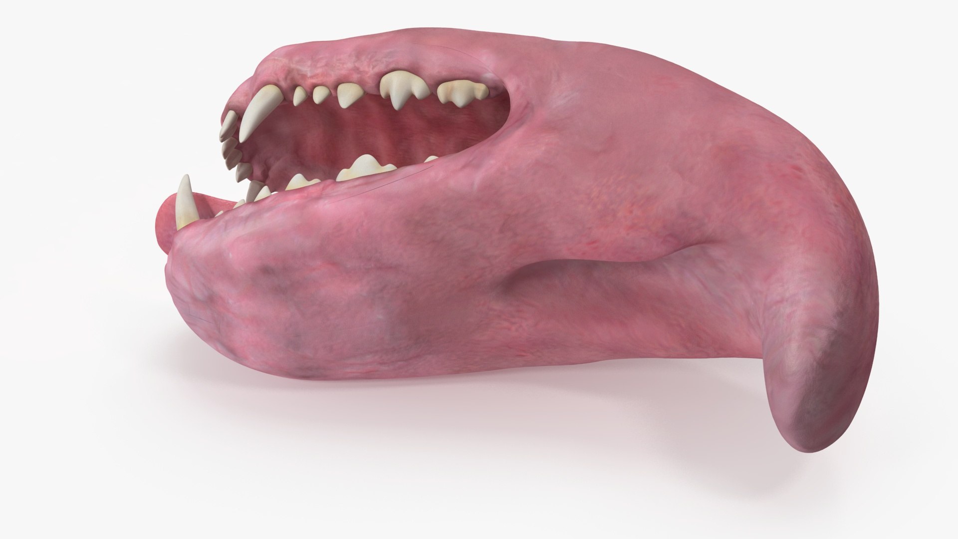 Dog Jaw Anatomic 3D Model - TurboSquid 2215474