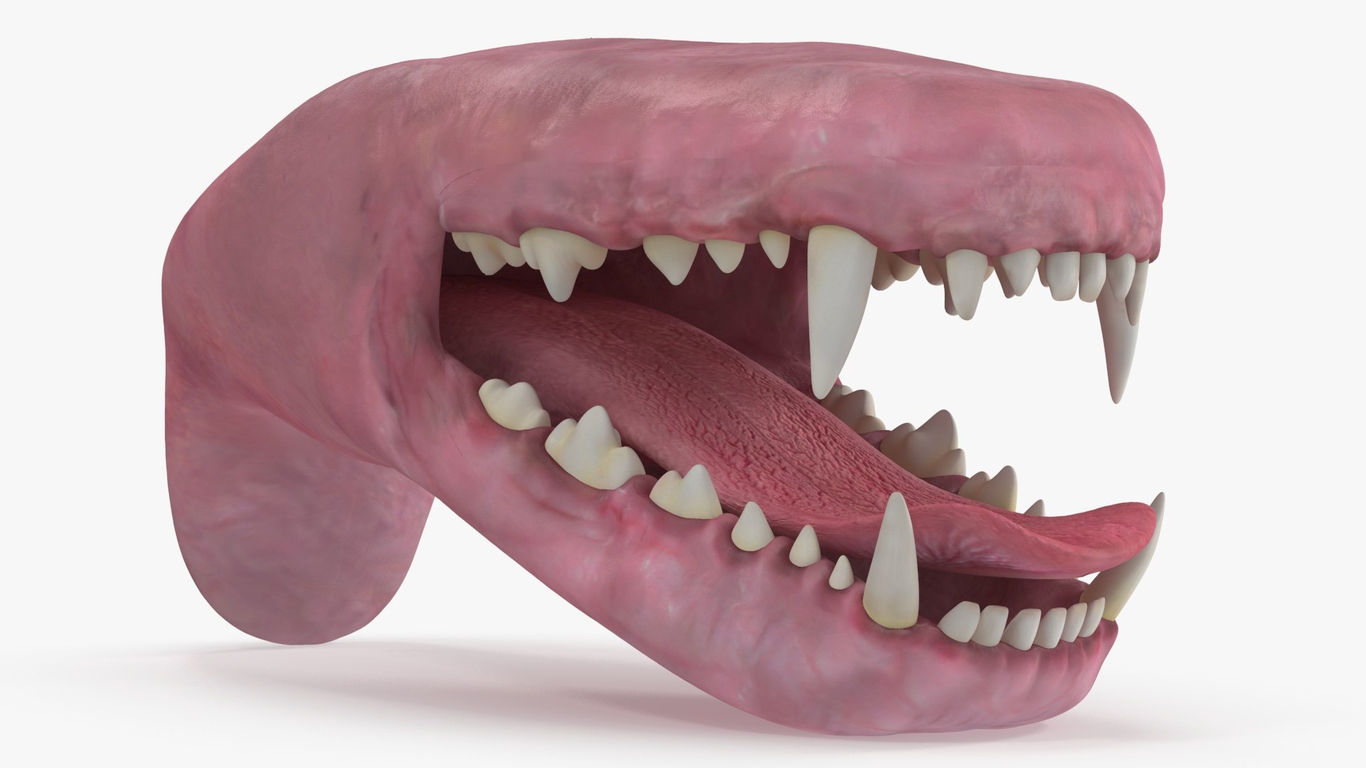 Dog Jaw Anatomic 3D Model - TurboSquid 2215474