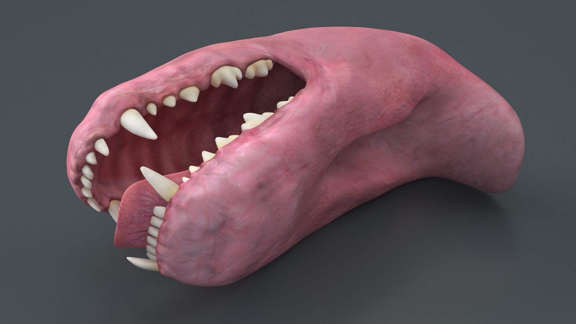 Dog Jaw Anatomic 3D Model - TurboSquid 2215474