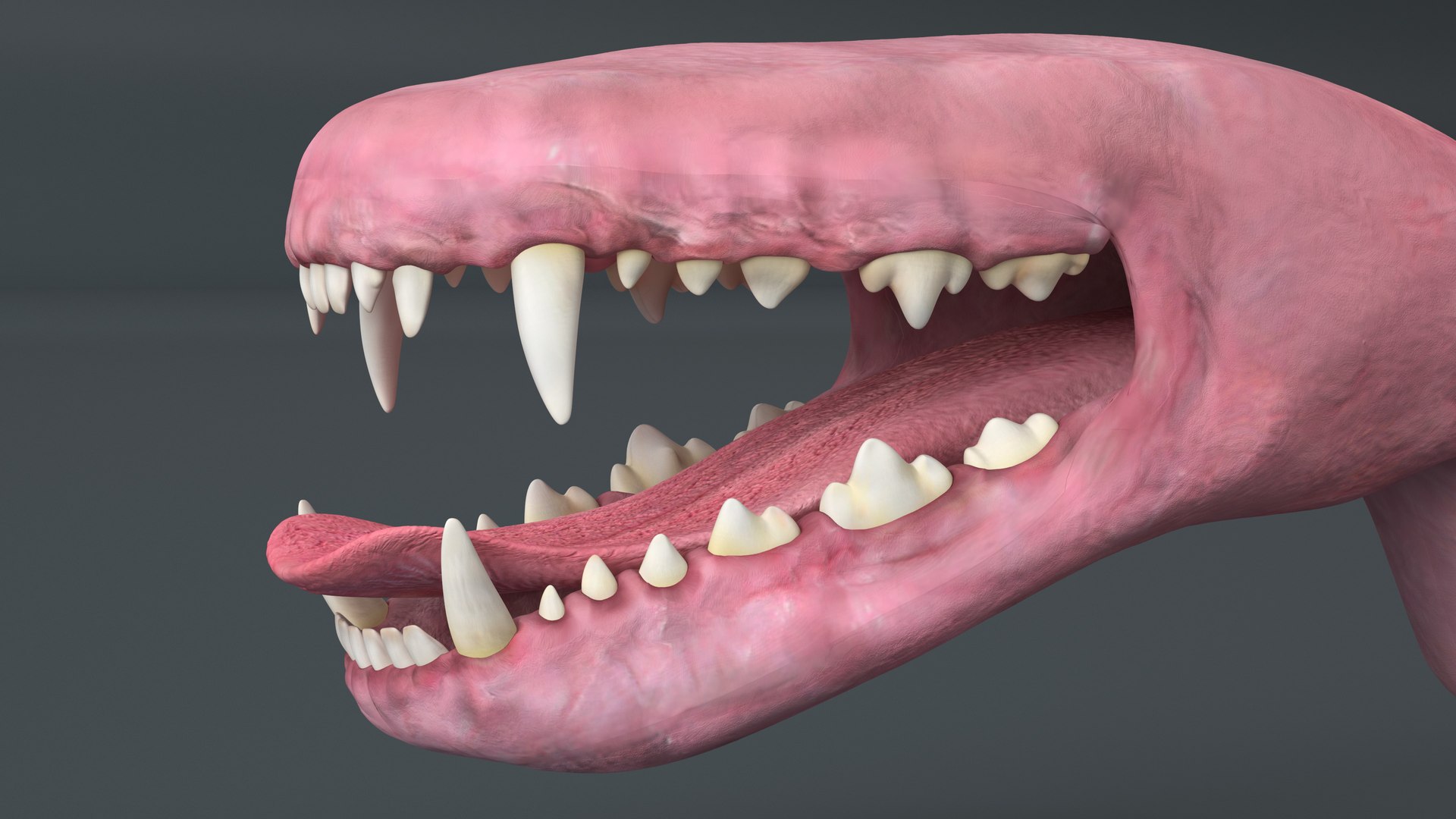 Dog Jaw Anatomic 3D Model - TurboSquid 2215474
