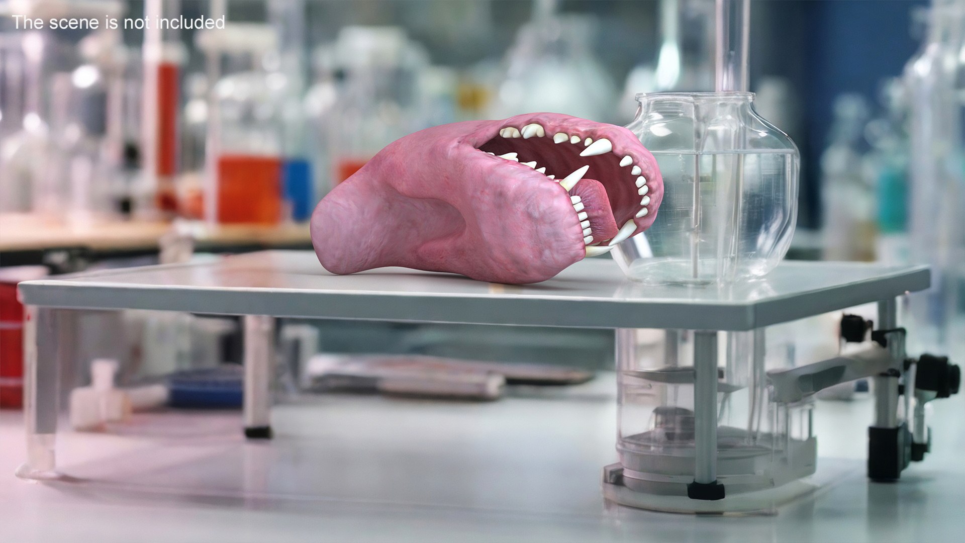 Dog Jaw Anatomic 3D Model - TurboSquid 2215474