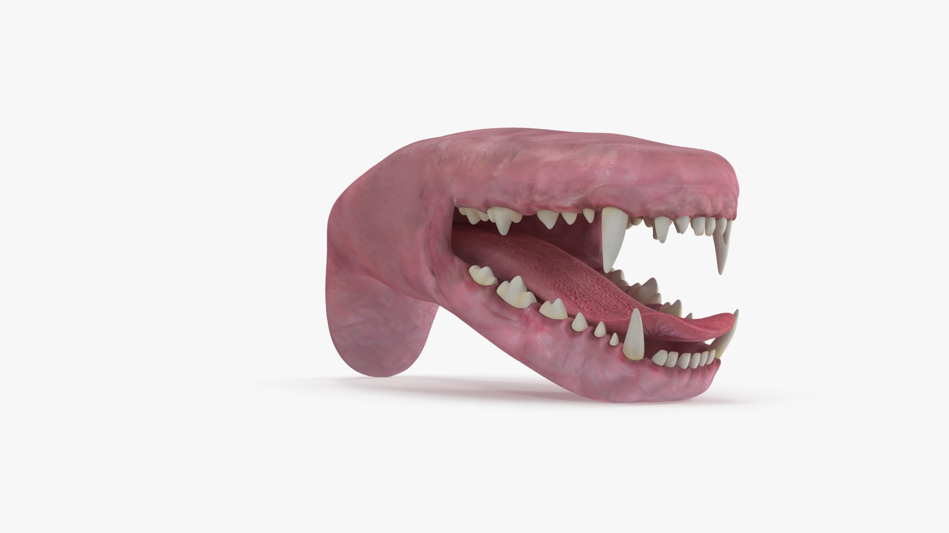 Dog Jaw Anatomic 3D Model - TurboSquid 2215474