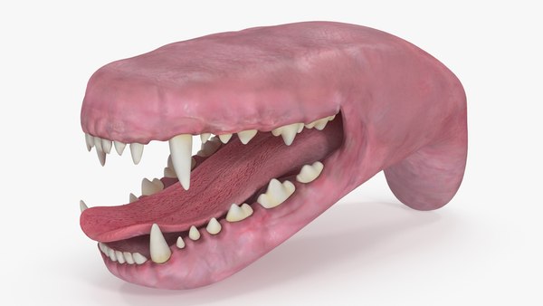 modelo 3d Mandíbula anatómica del perro - TurboSquid 2215474