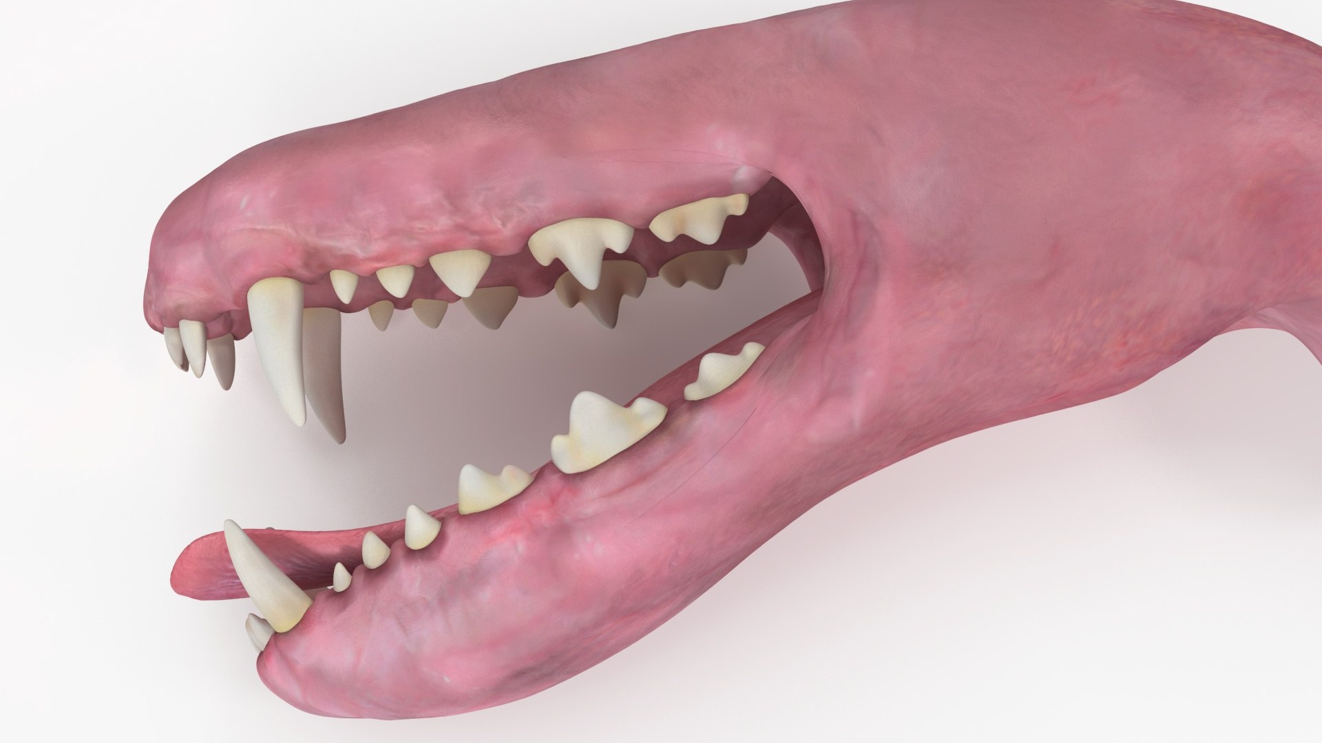 Dog Jaw Anatomic 3D Model - TurboSquid 2215474
